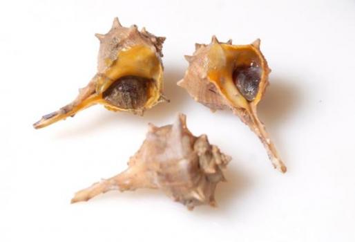 Cañailla Mariscos, características e información