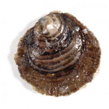 Ostra Mariscos, características e información