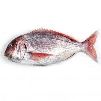 Pargo Pescados, características e información
