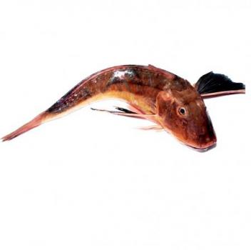 Rubio Pescados, características e información