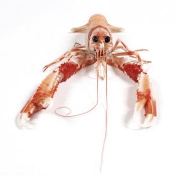 Cigala Mariscos, características e información