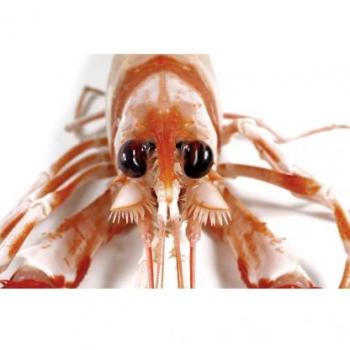 Cigala Mariscos, características e información